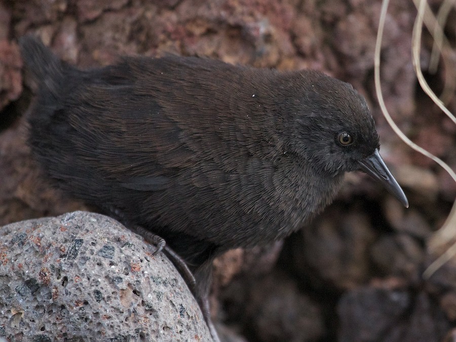 Inaccessible Island Rail - eBird