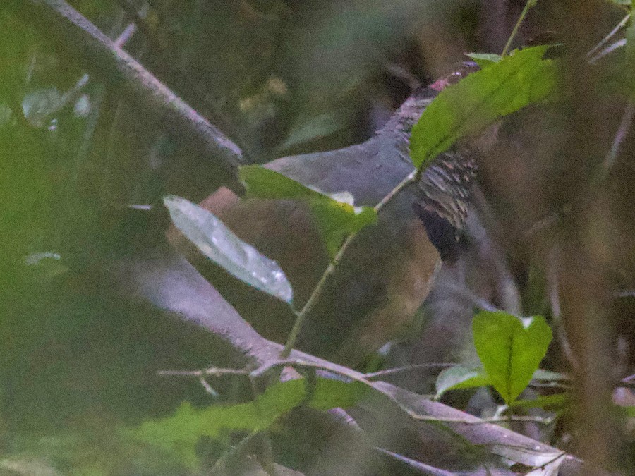 Red-billed Ground-Cuckoo - eBird
