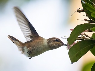 Colibrí Ardiente - eBird