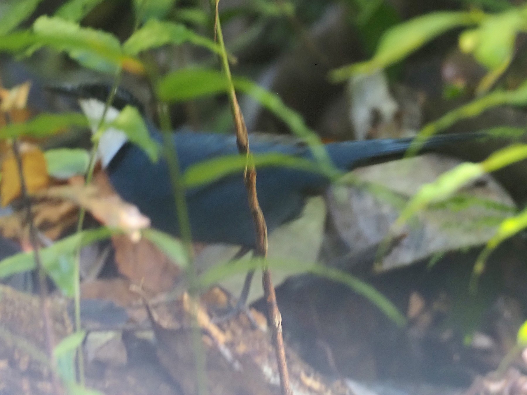 Dimorphic Jewel-babbler - eBird
