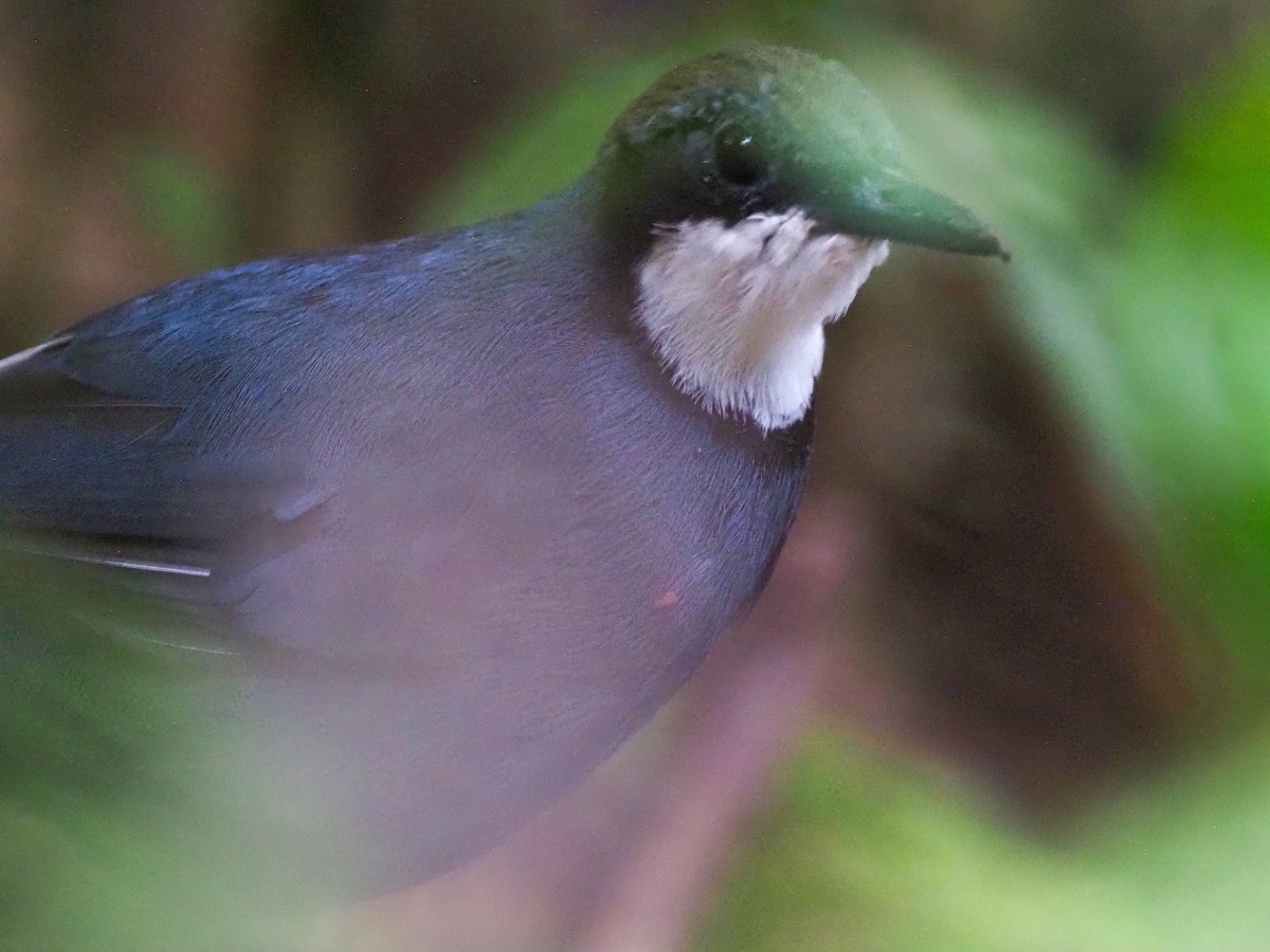 Dimorphic Jewel-babbler - Ptilorrhoa geislerorum - Birds of the World