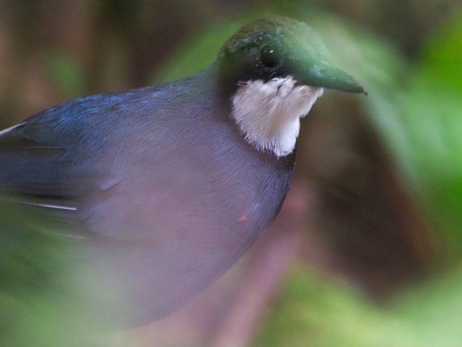 Dimorphic Jewel-babbler - eBird