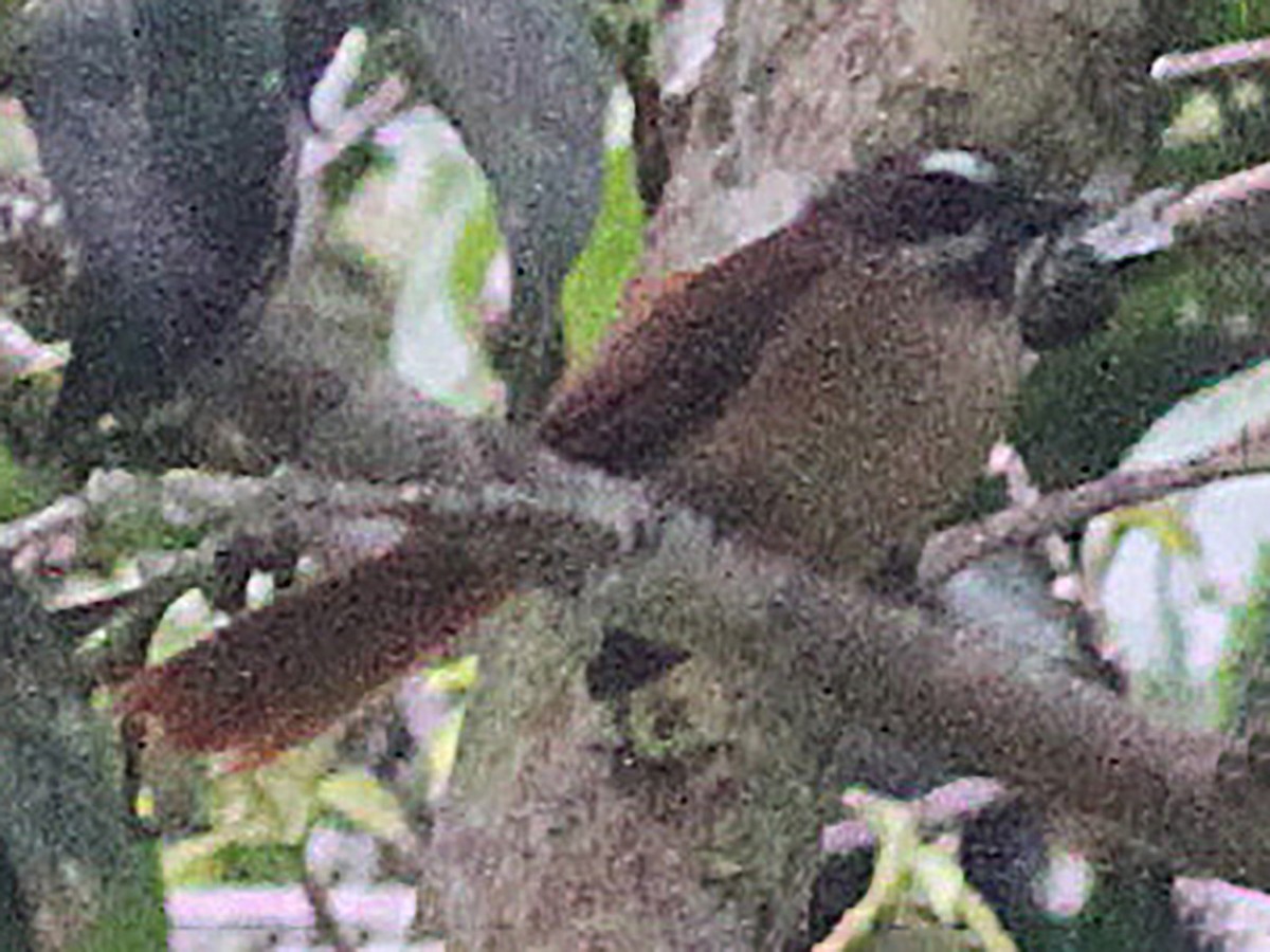 Bismarck Fantail - Rhipidura dahli - Birds of the World