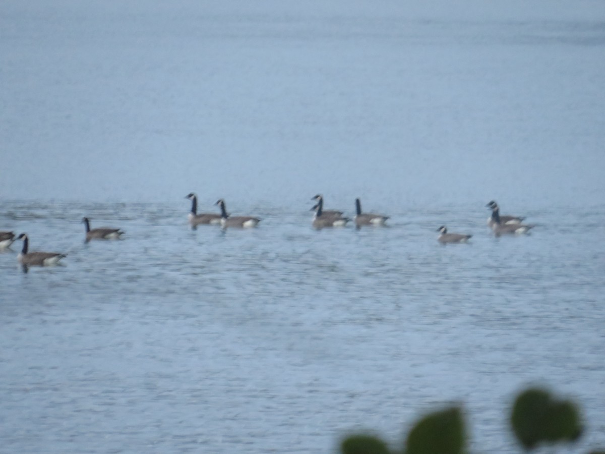 eBird Checklist - 15 Oct 2023 - Springton Reservoir (restricted access ...