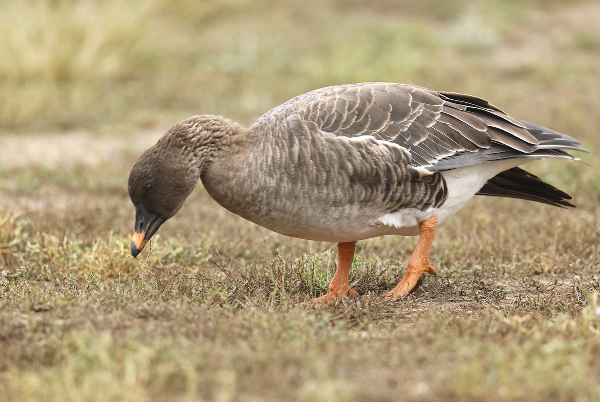 eBird Checklist - 9 Oct 2023 - Earvin Magic Johnson Park - 1 species