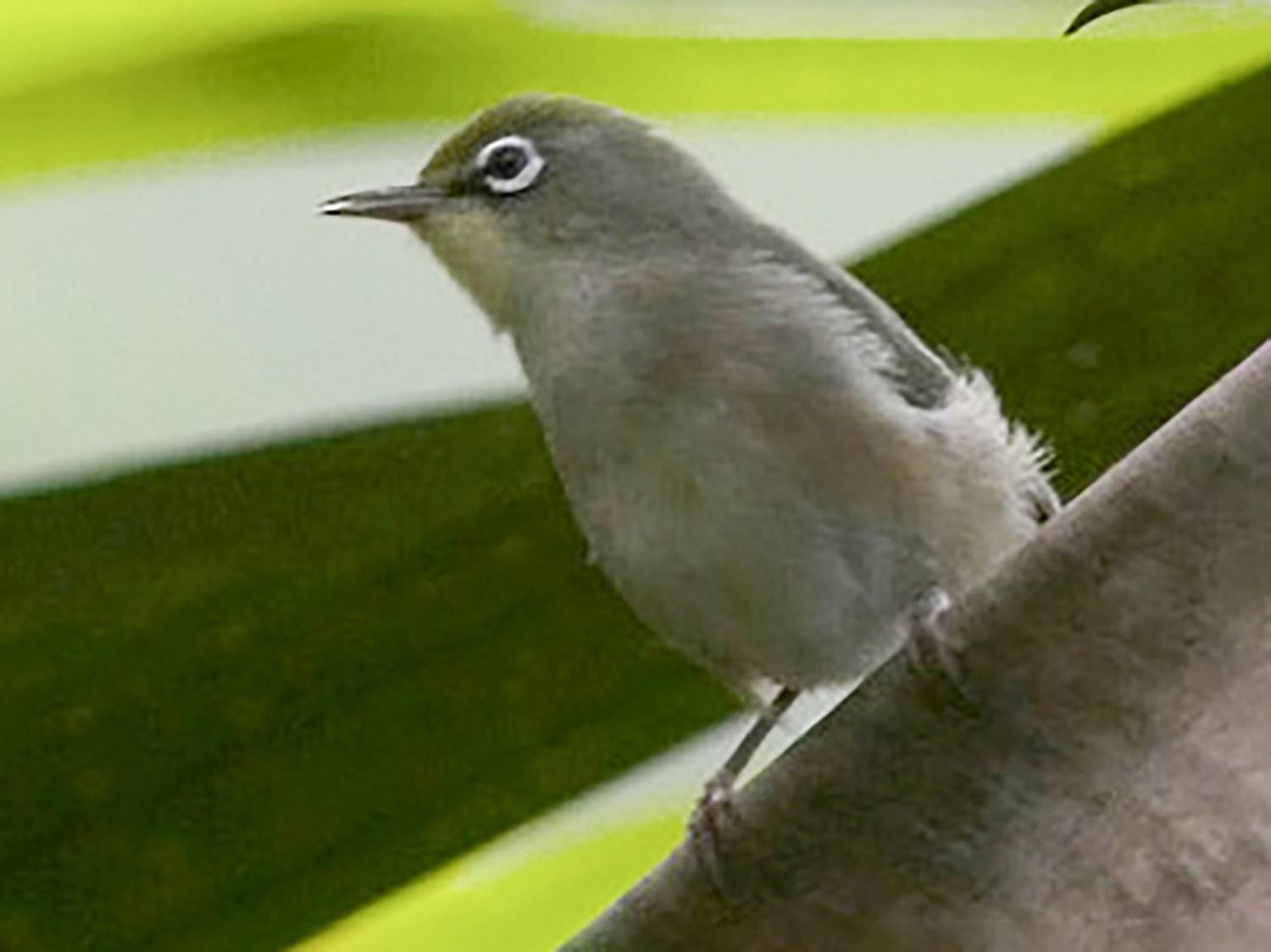 Anteojitos de Annobón - eBird