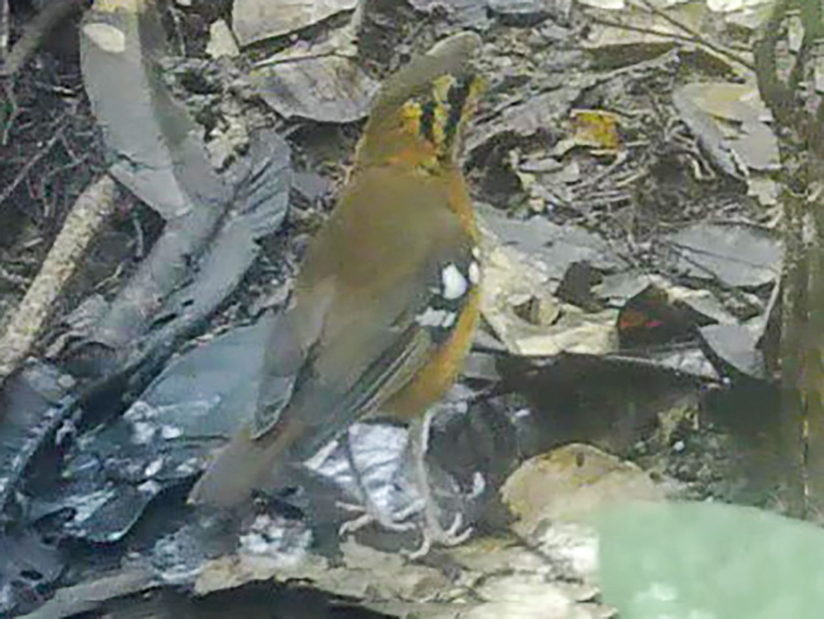 Black-eared Ground-Thrush - Geokichla camaronensis - Birds of the World