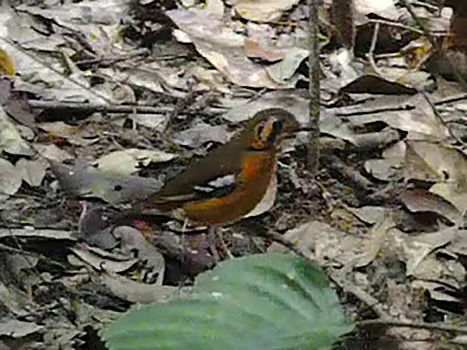 Black-eared Ground-Thrush - eBird