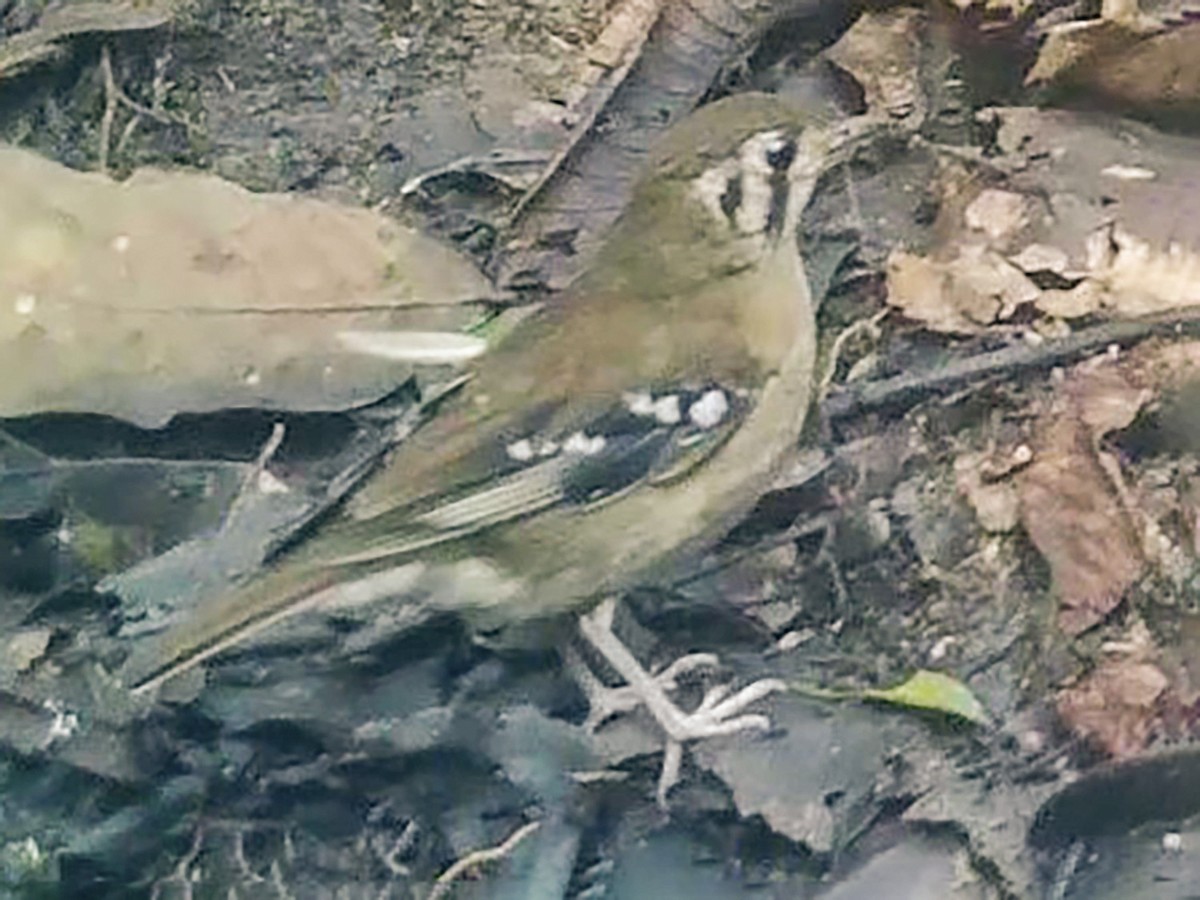 Gray Ground-Thrush - Geokichla princei - Birds of the World