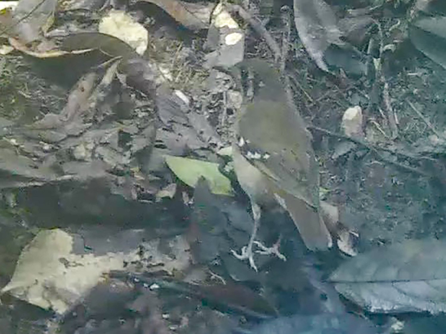 Gray Ground-Thrush - eBird