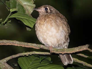 Gray Ground-Thrush - eBird