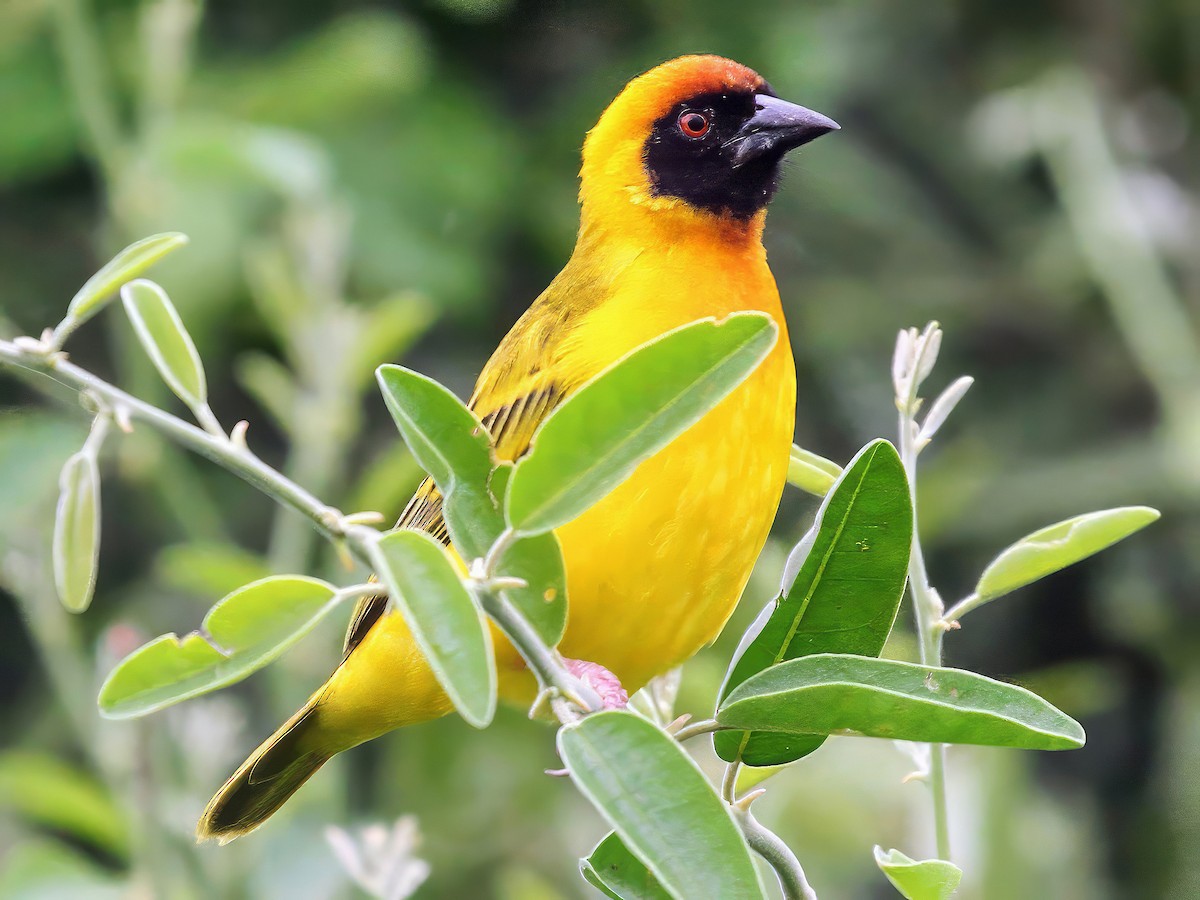 Tanganyika Masked-Weaver - Ploceus reichardi - Birds of the World