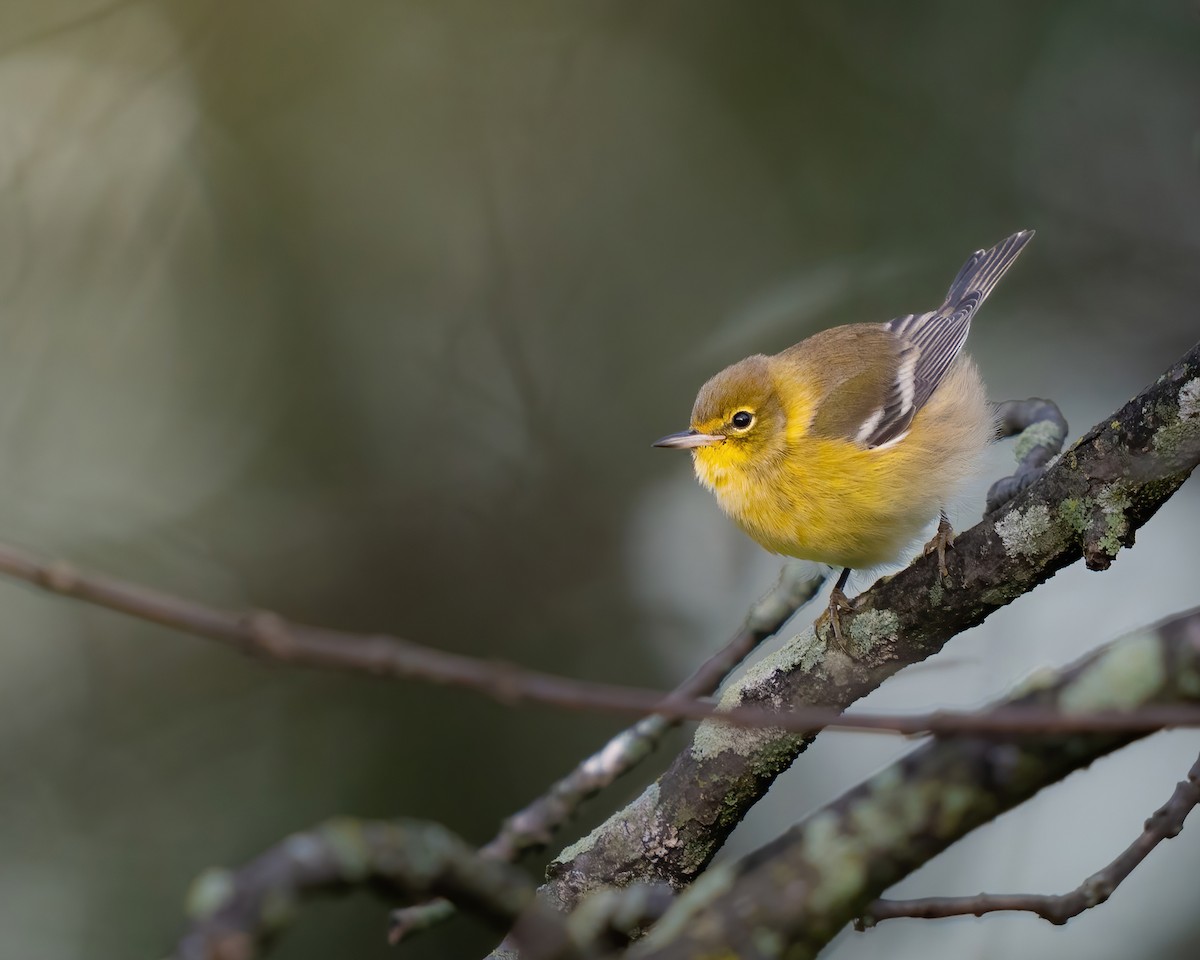 eBird Checklist - 15 Oct 2023 - Palmyra Cove Nature Park - 49 species