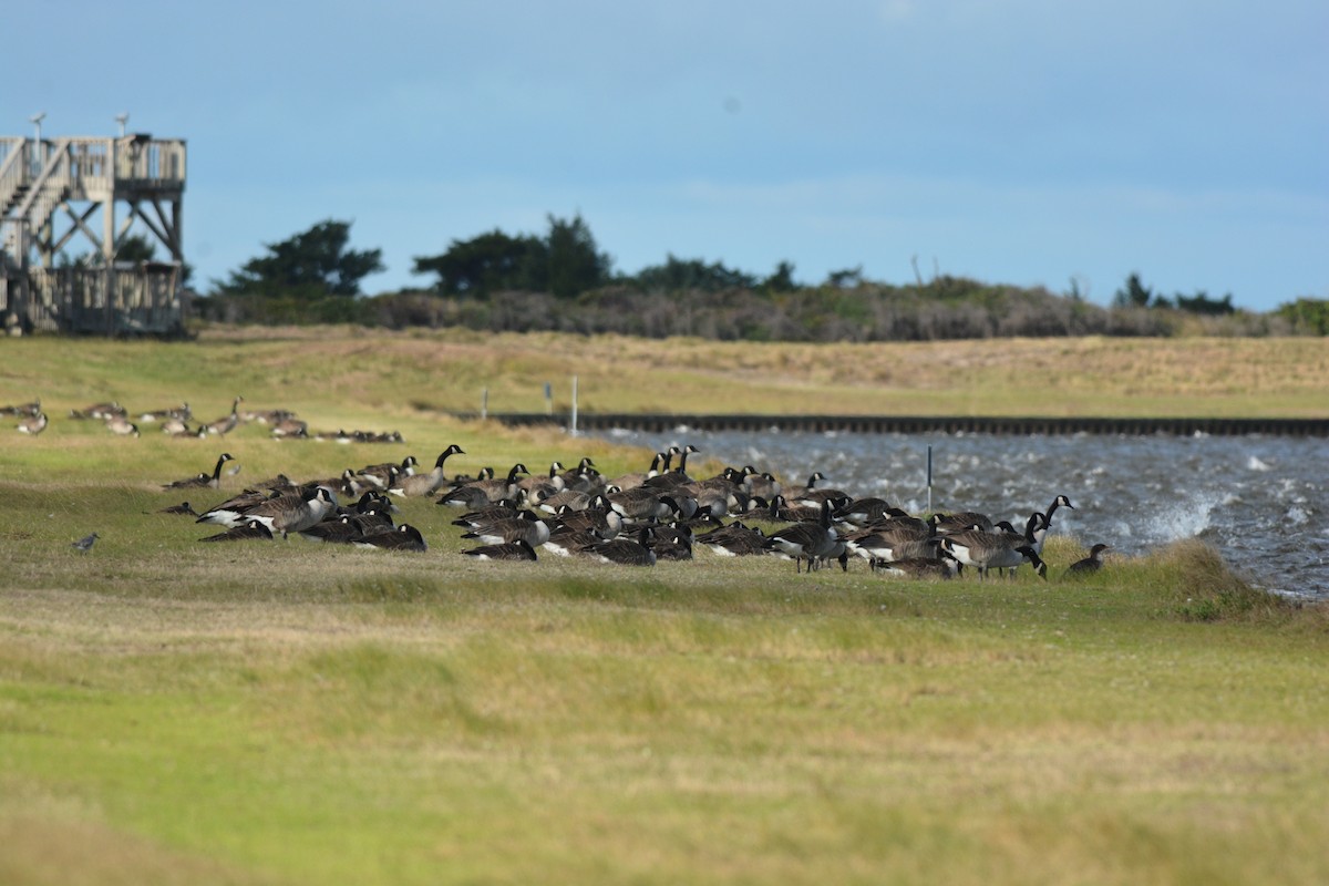 eBird Checklist - 15 Oct 2023 - Pea Island NWR - 29 species