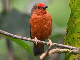 Jameson's Antpecker - eBird