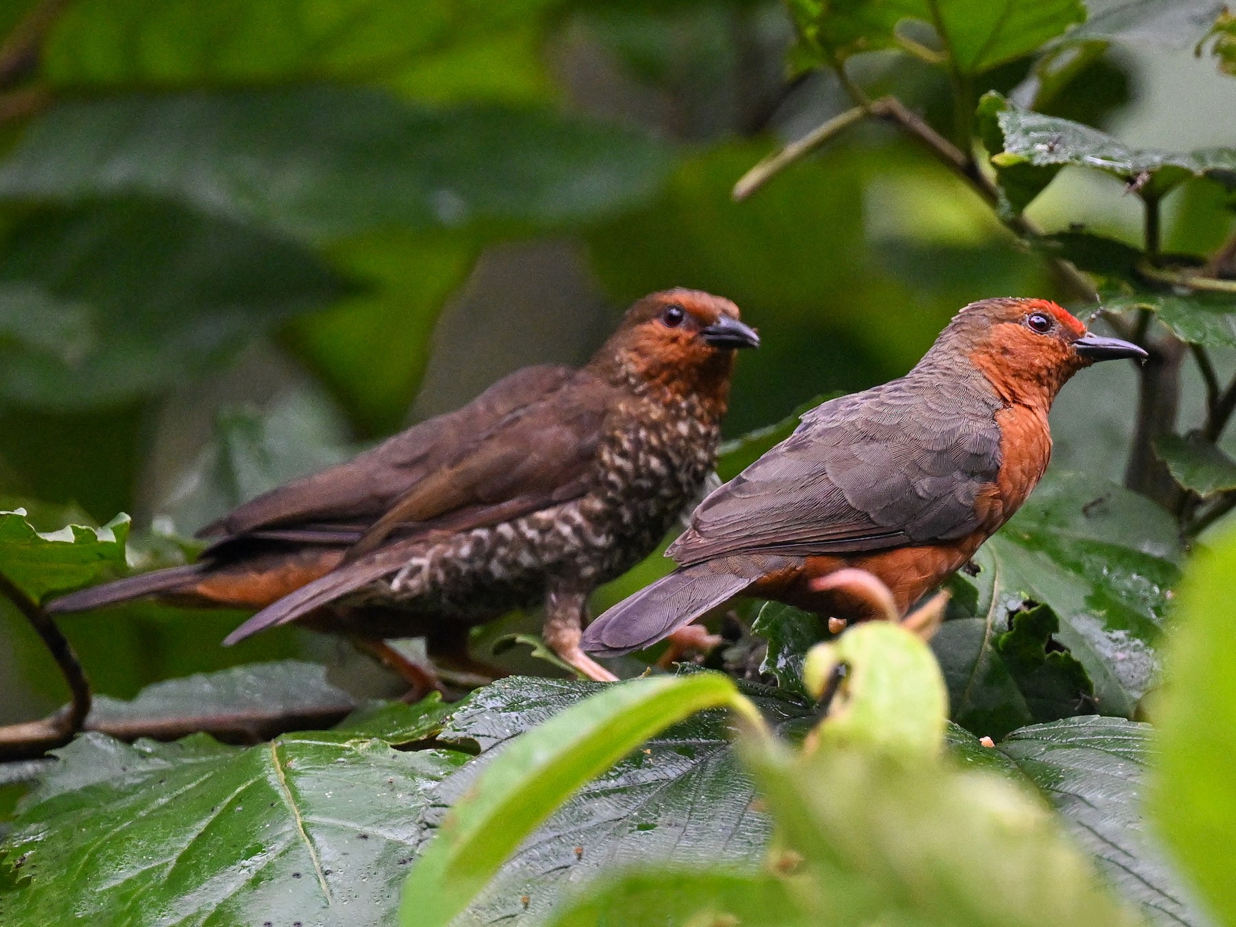 Jameson's Antpecker - eBird