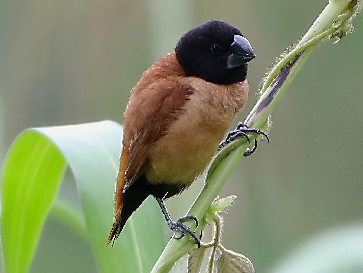 New Ireland Munia - Lonchura forbesi - Birds of the World