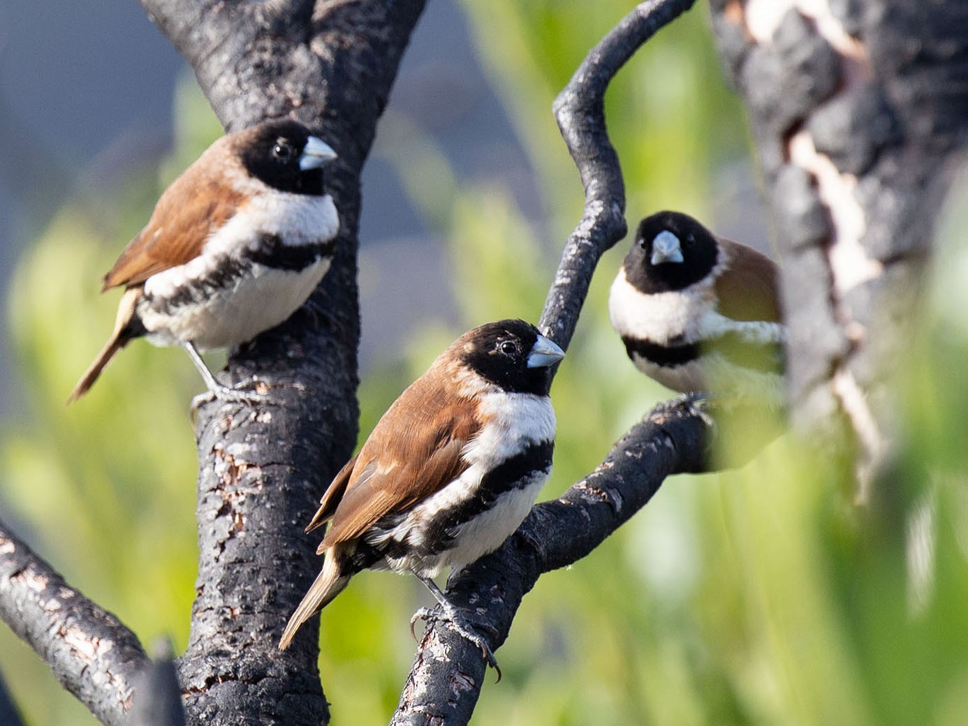 Alpine Munia - eBird