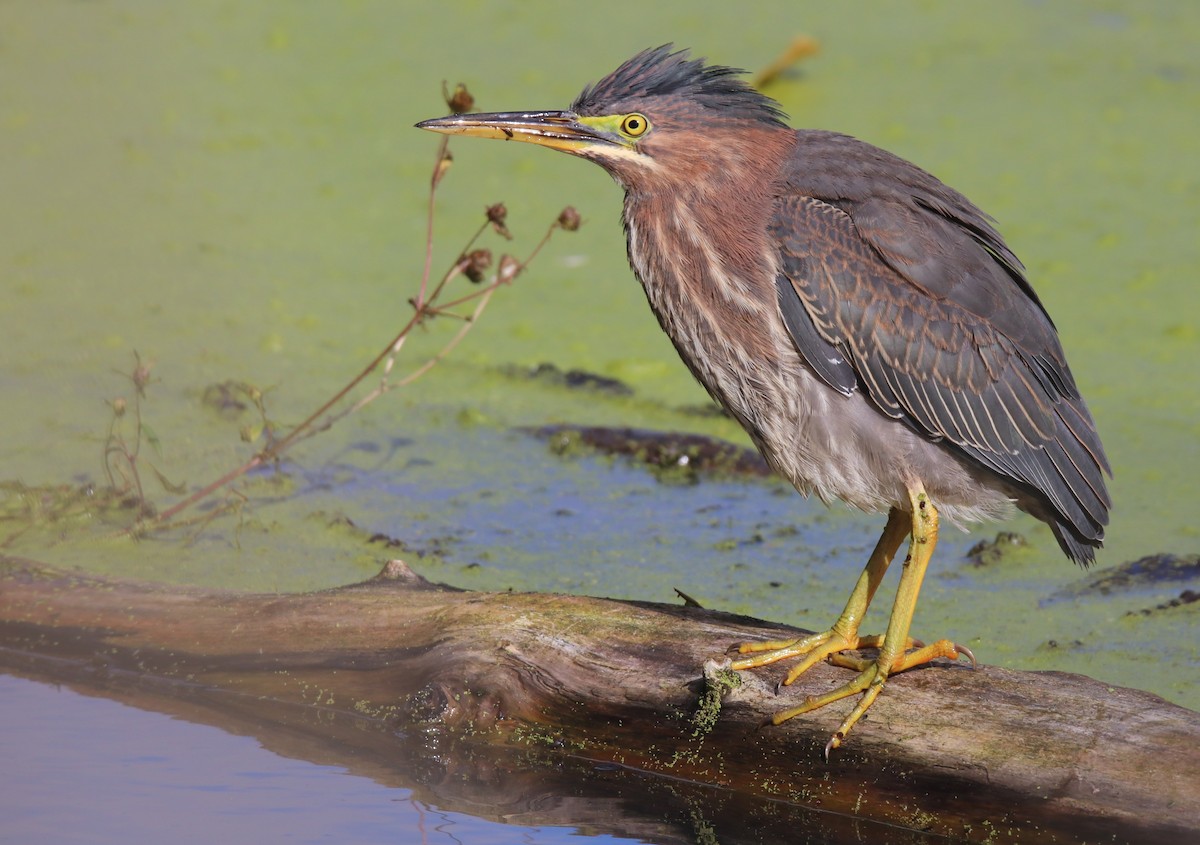 eBird Checklist - 15 Oct 2023 - Point Pelee National Park (general ...