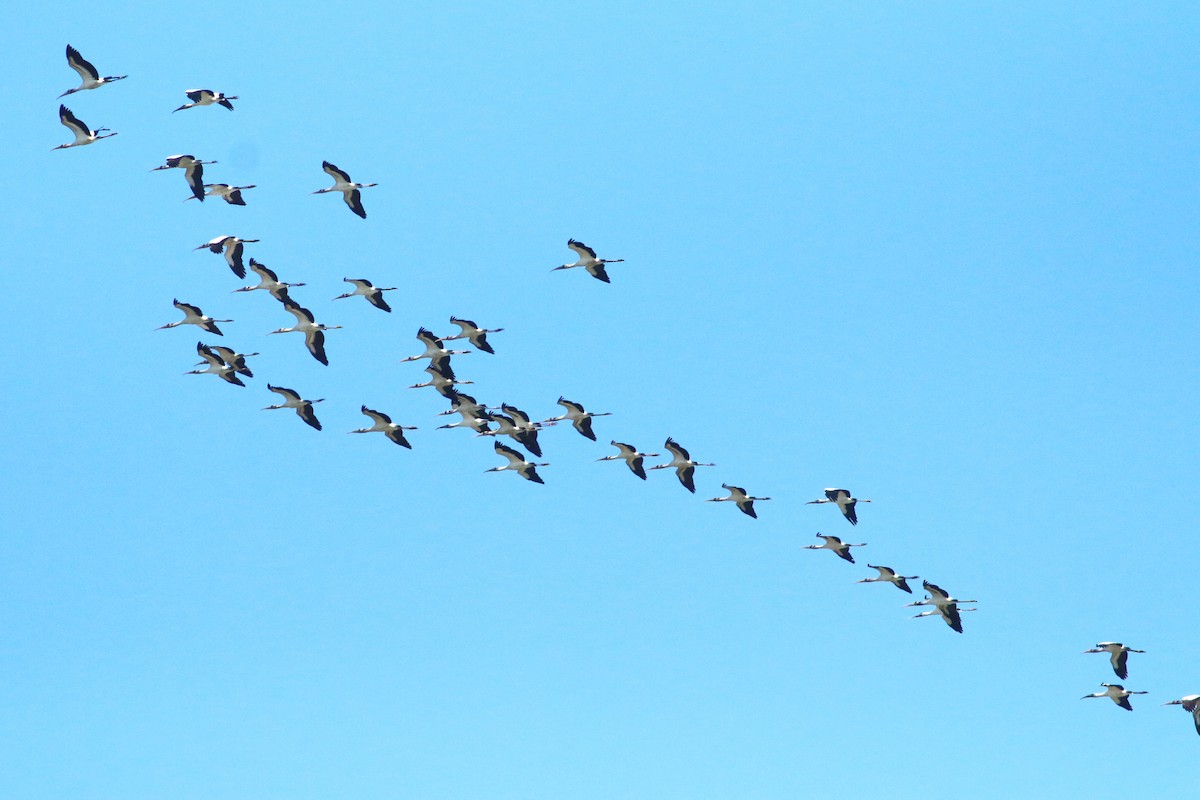 eBird Checklist - 15 Oct 2023 - Smith Point--Candy Abshier WMA (UTC 048 ...