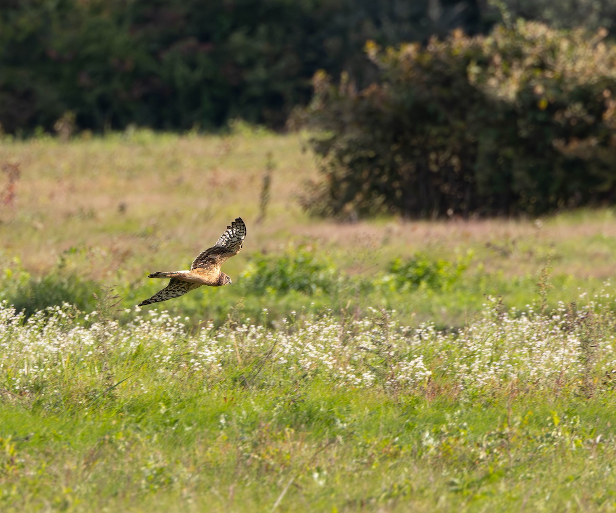 New York Breeding Bird Atlas Checklist - 15 Oct 2023 - Floyd Bennett ...