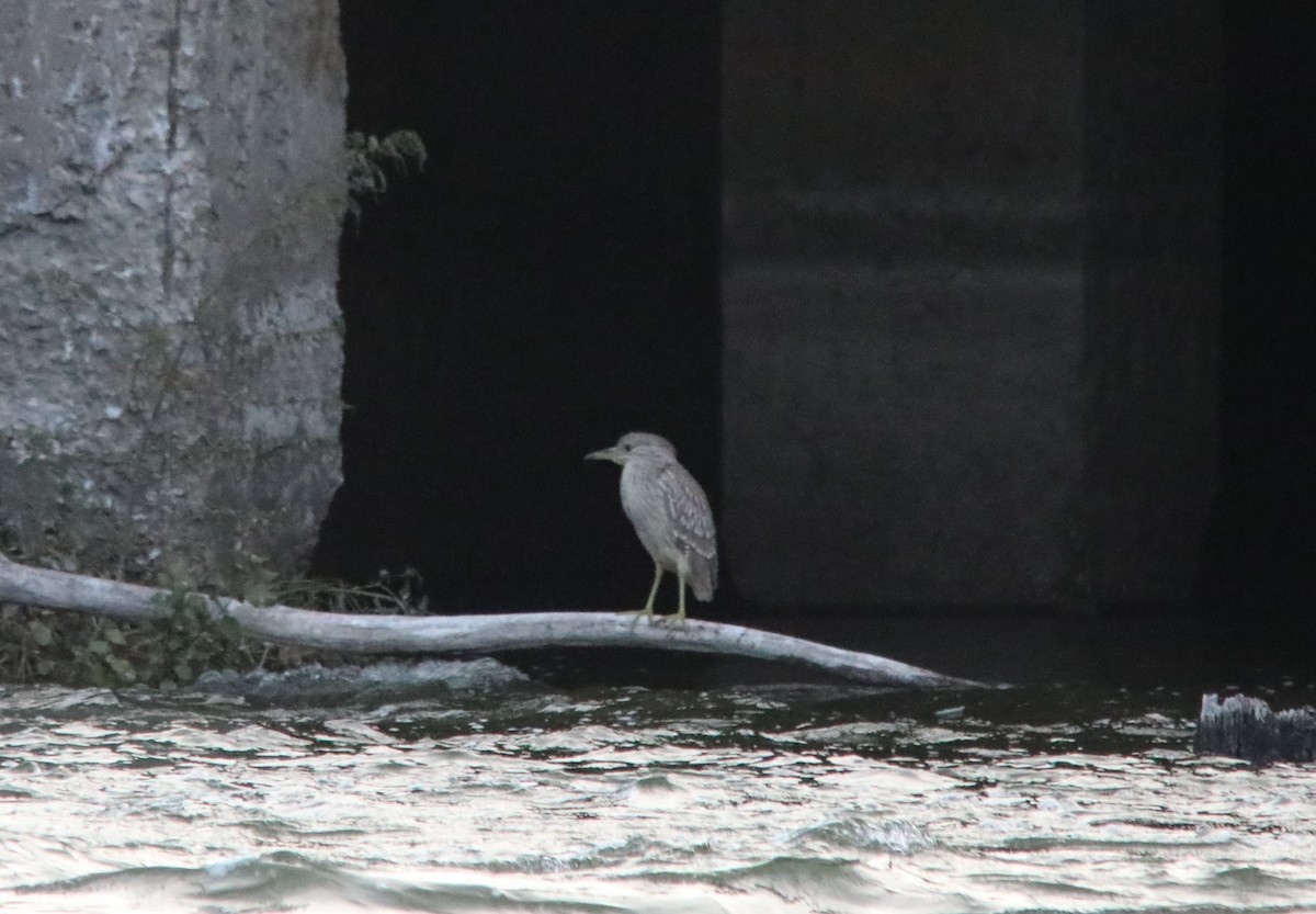 eBird Checklist - 15 Oct 2023 - Menasha Dam - 9 species