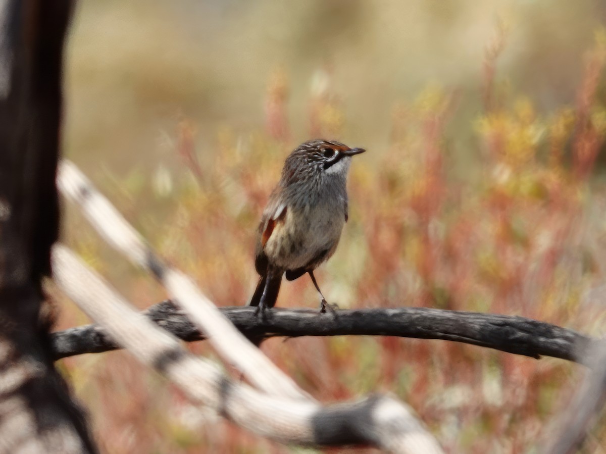eBird Checklist - 9 Oct 2023 - Hattah-Kulkyne National Park--Nowingi ...