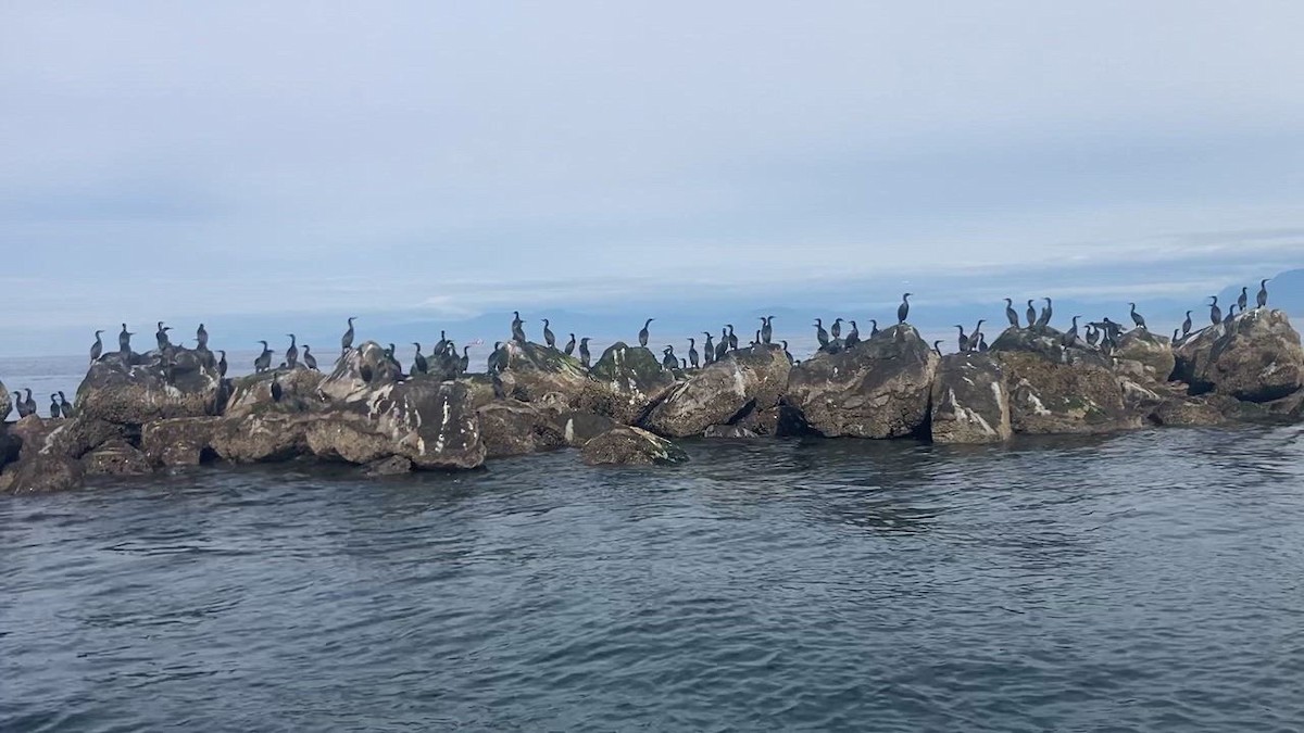 eBird Checklist - 15 Oct 2023 - Steveston--Jetty at Sand Heads - 26 ...