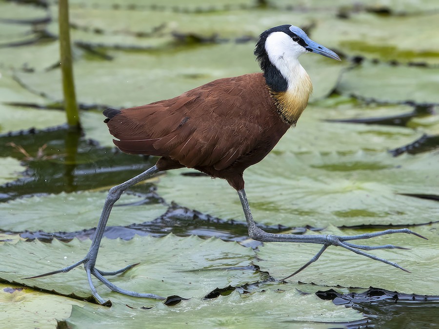 African Jacana - eBird