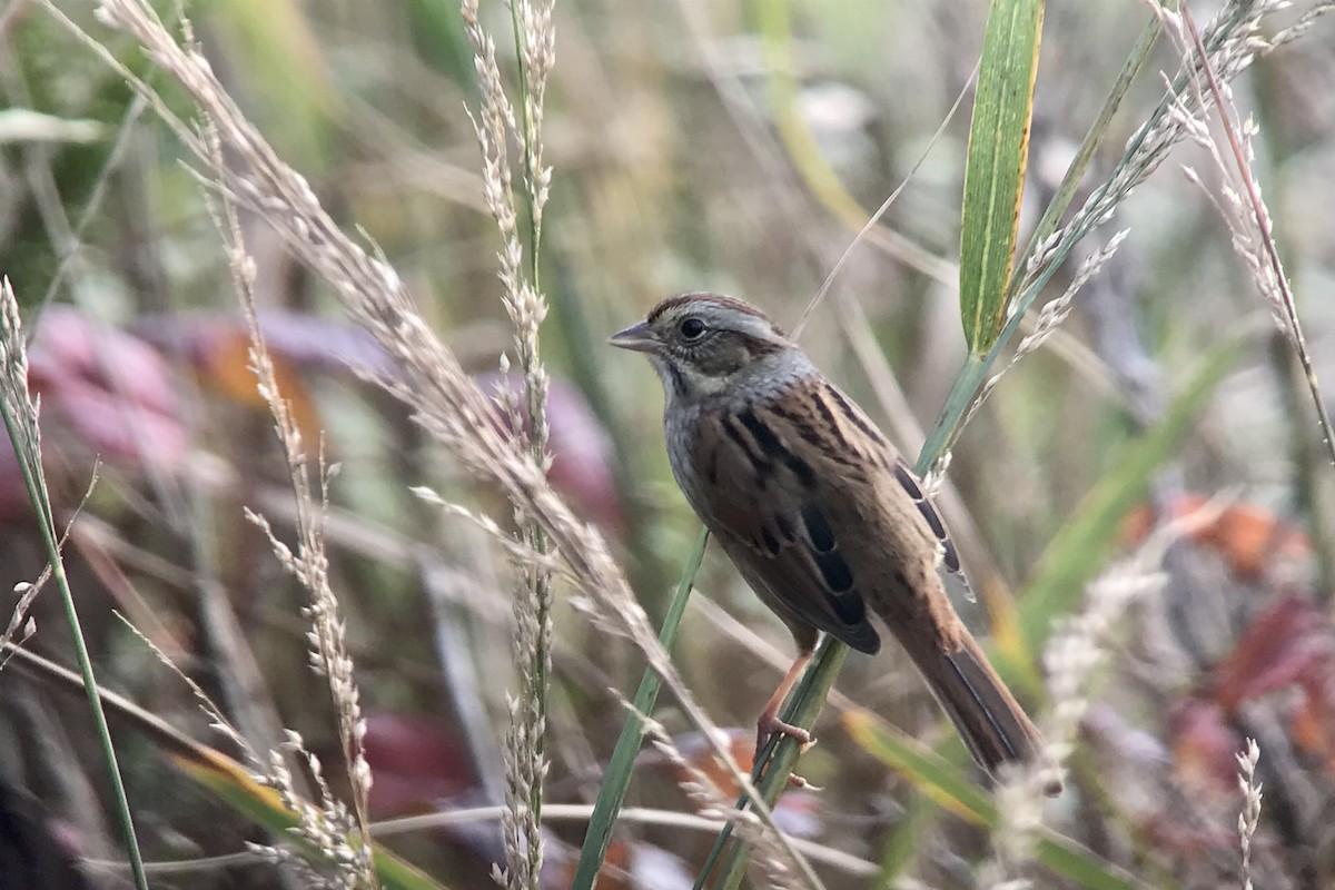 eBird Checklist - 16 Oct 2023 - Fire Island--Hawk Watch - 31 species