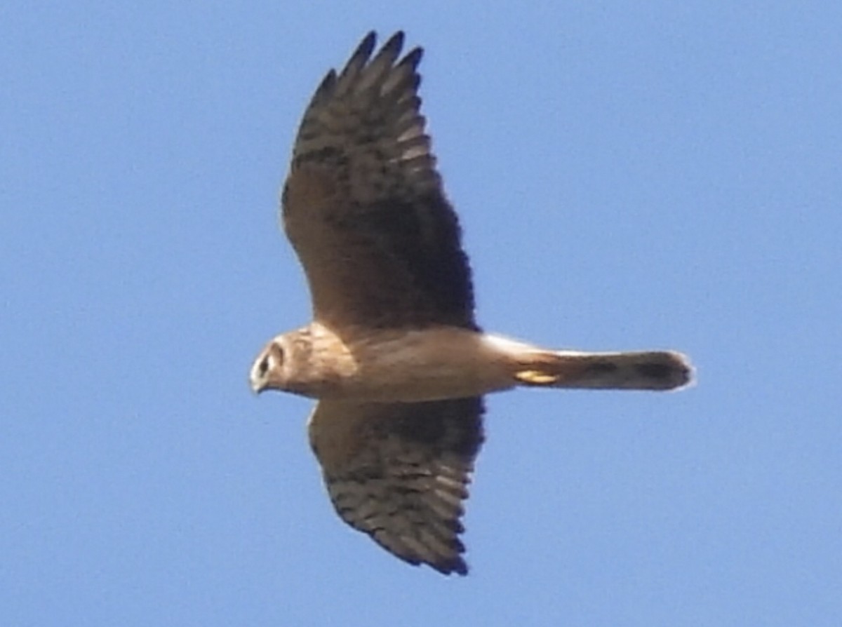 eBird España Checklist - 16 Oct 2023 - Sureste PNat--Soto de las Juntas ...