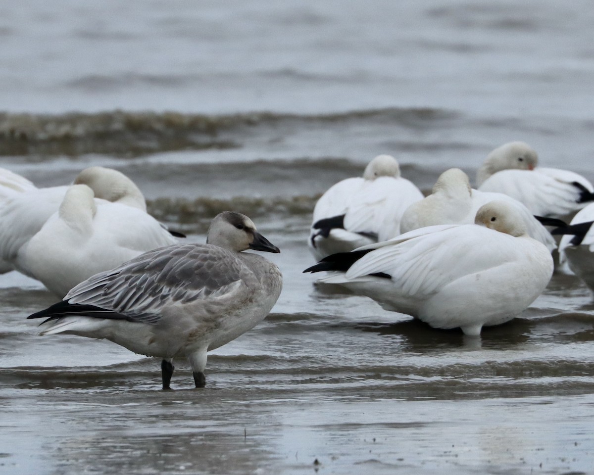 eBird Checklist - 15 Oct 2023 - Iona Island beach - 14 species