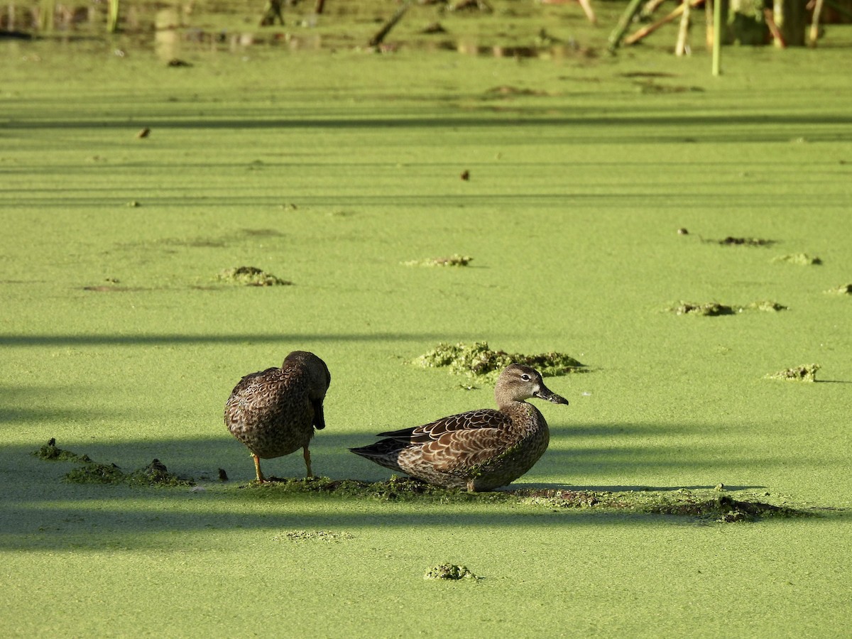 eBird Checklist - 16 Oct 2023 - Peaceful Waters Sanctuary - 59 species