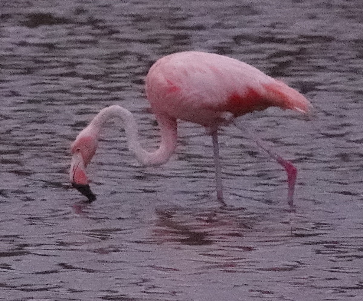 eBird Checklist - 16 Oct 2023 - Terra Ceia Preserve SP--Hightower Trail ...