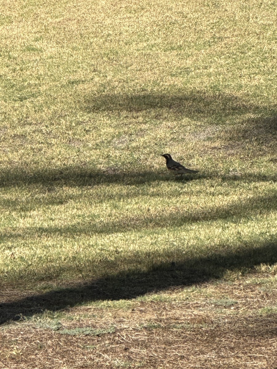 eBird Checklist - 16 Oct 2023 - Sun City Grand--Desert Springs Golf ...