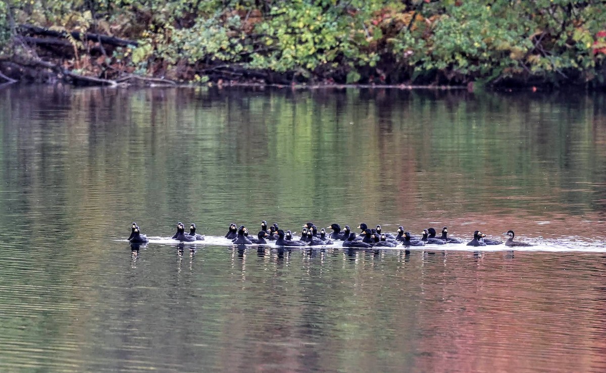 eBird Checklist - 16 Oct 2023 - Lac des Nations - 4 species