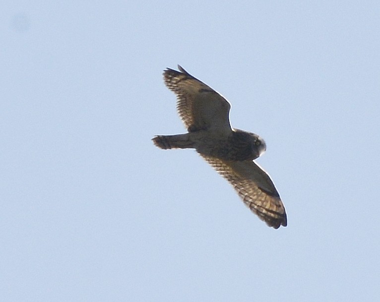 New Jersey eBird Checklist - 16 Oct 2023 - Edwin B. Forsythe NWR ...