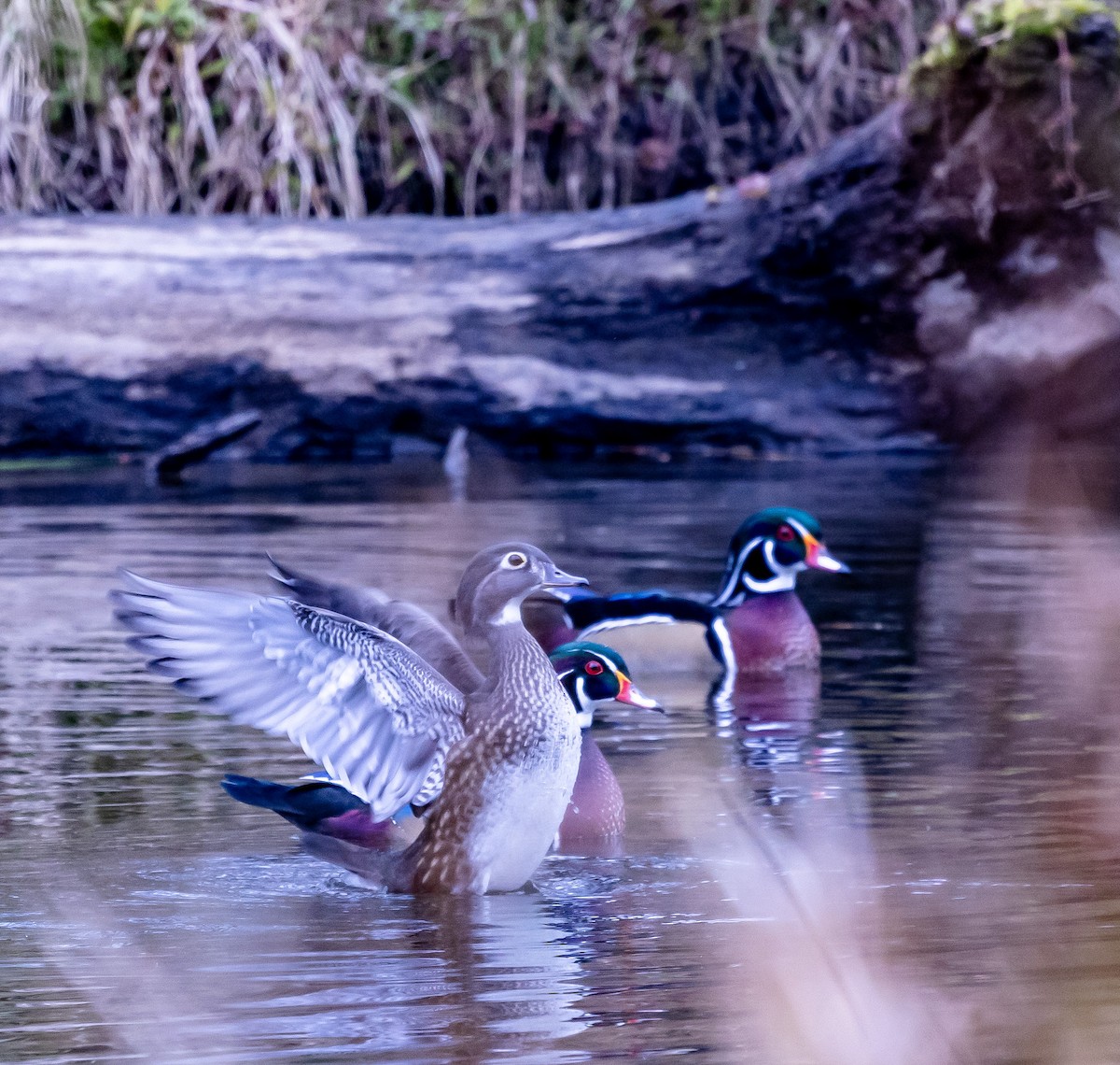 eBird Checklist - 16 Oct 2023 - Yellow Creek SP (IBA) - 34 species