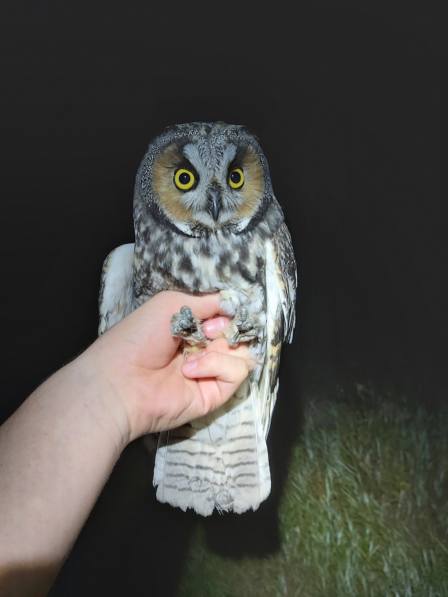 eBird Checklist - 9 Sep 2023 - Beaverhill Bird Observatory - 31 species ...