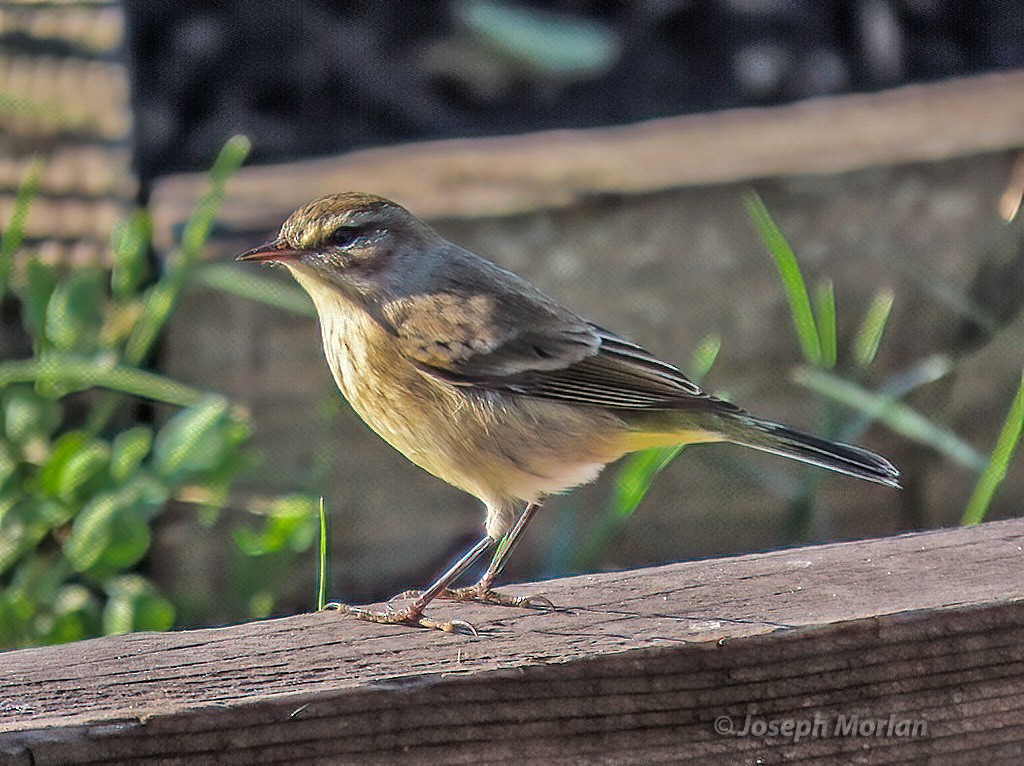 Palm Warbler - Setophaga palmarum - Media Search - Macaulay Library and ...