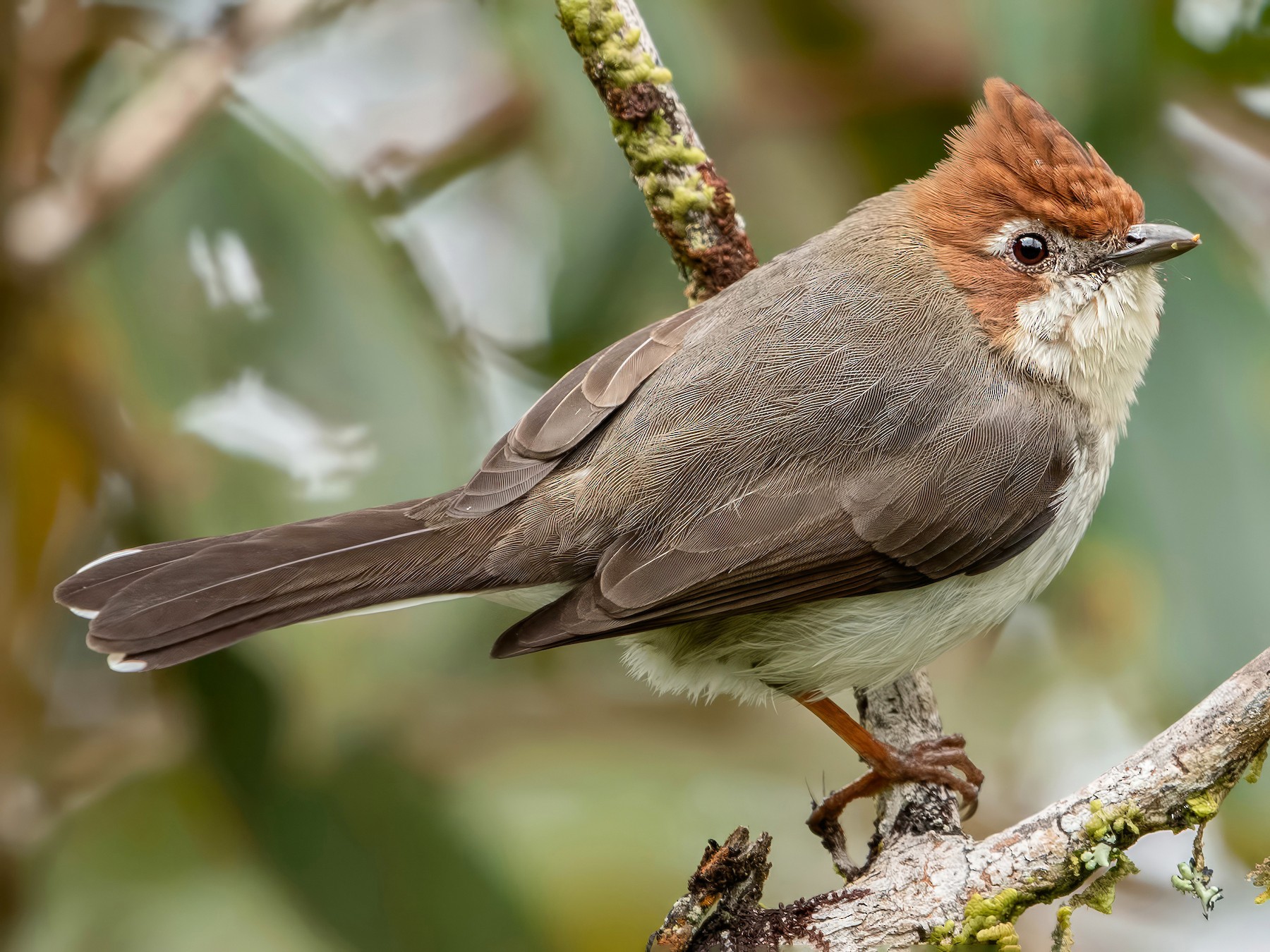 Chestnut-crested Yuhina - eBird