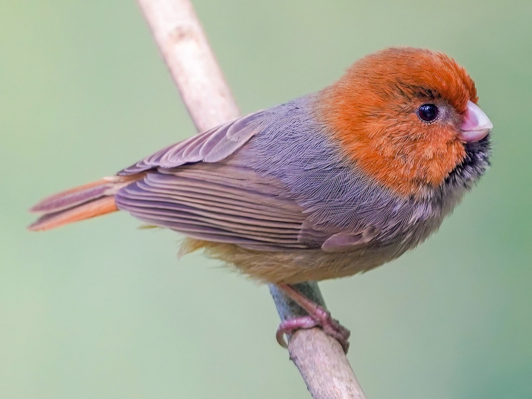 Short-tailed Parrotbill - eBird