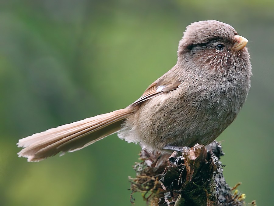 Brown Parrotbill - eBird