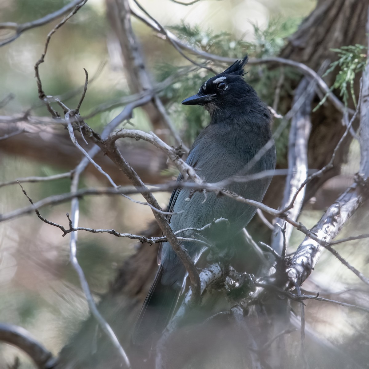 eBird Checklist - 16 Oct 2023 - Cibola NF--Embudito Canyon - 35 species