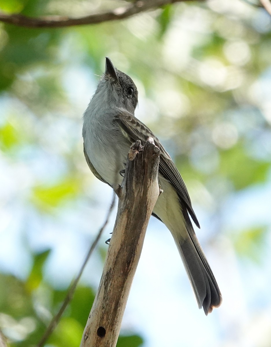 eBird Checklist - 15 Oct 2023 - Long Key SP--Campground - 29 species