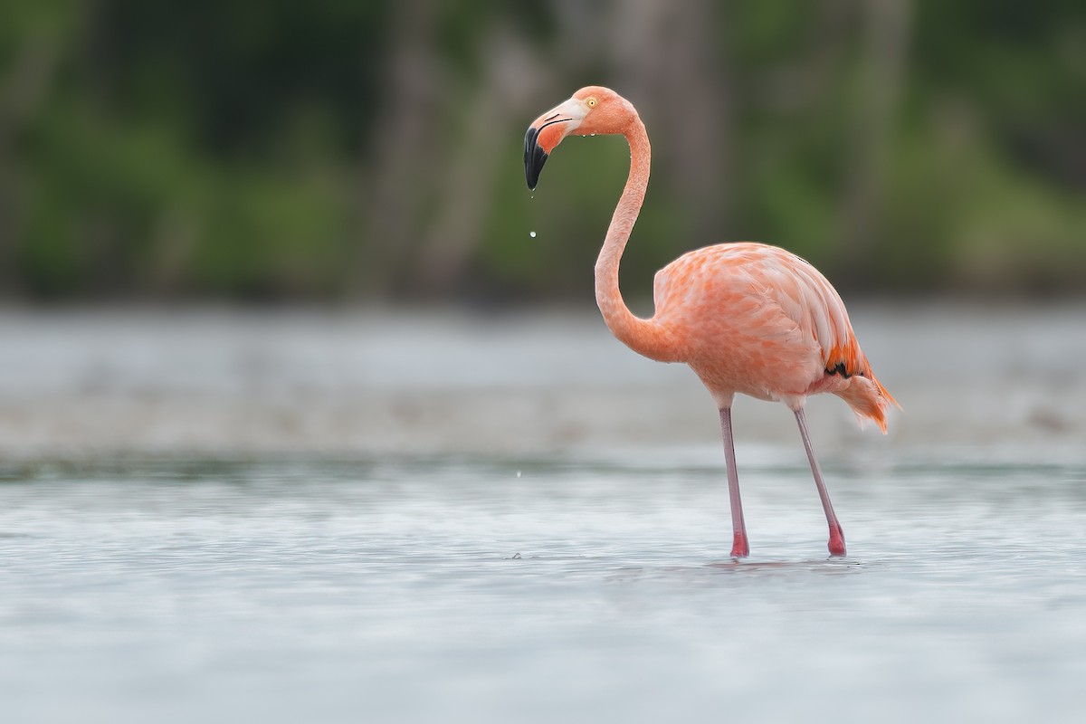 eBird Checklist - 15 Oct 2023 - Everglades NP--Snake Bight Canoe Launch ...