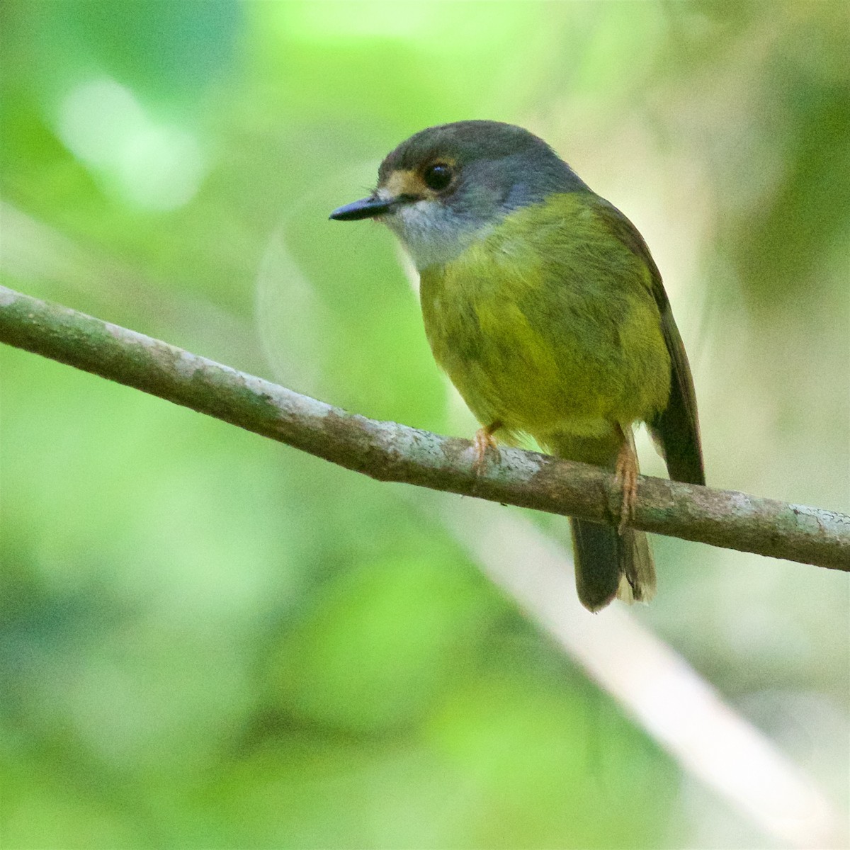 eBird Checklist - 17 Oct 2023 - Opposite Sides Rd, Julatten - 16 species