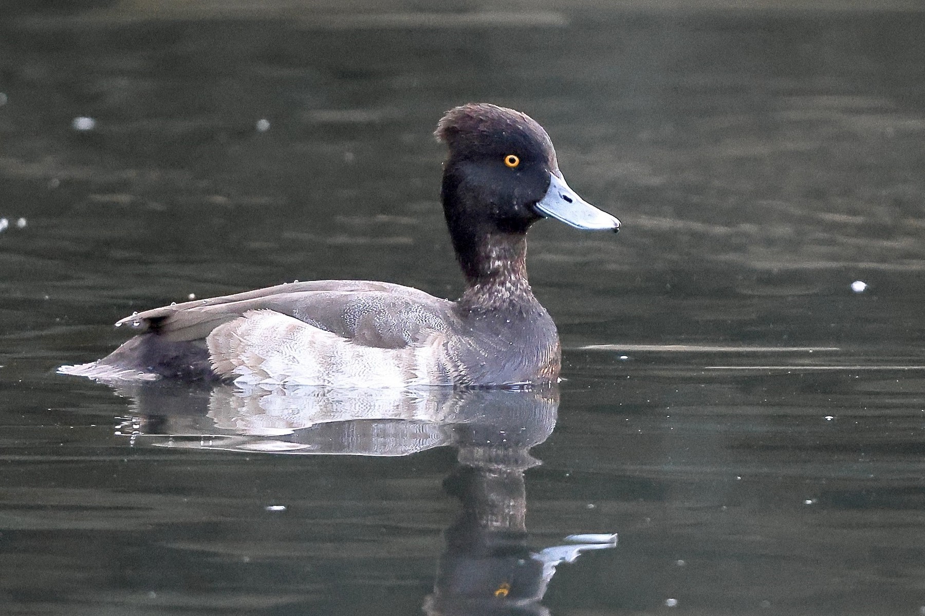 Porrón moñudo x bola (híbrido) - eBird