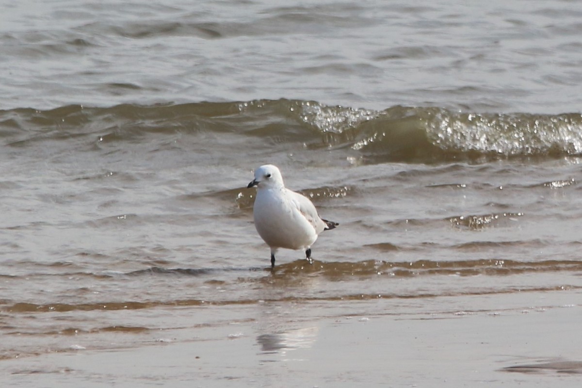 eBird Checklist - 3 Oct 2020 - 万宝海滩 (Wanbao Coast) - 4 species
