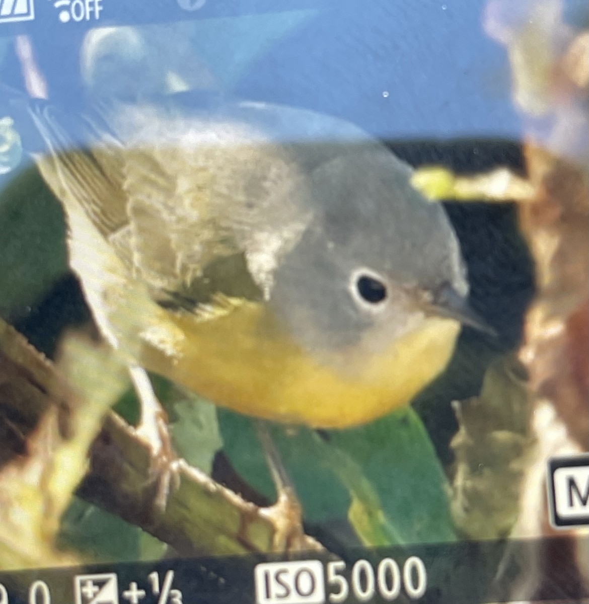 eBird Checklist - 17 Oct 2023 - Cora C. Harrison Preserve - 23 species